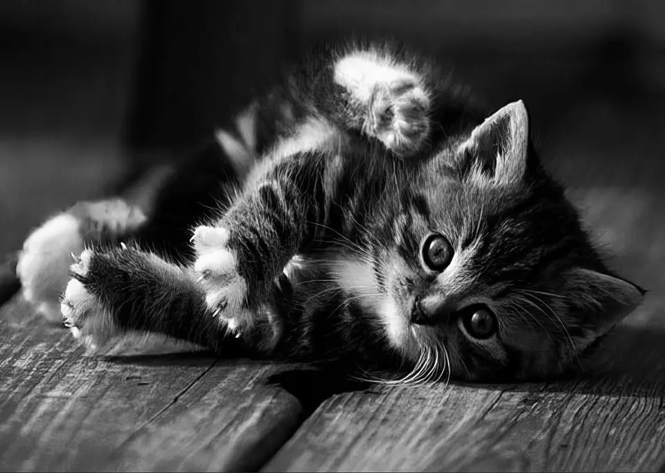 Tableau Chaton noir et blanc - Tabloo